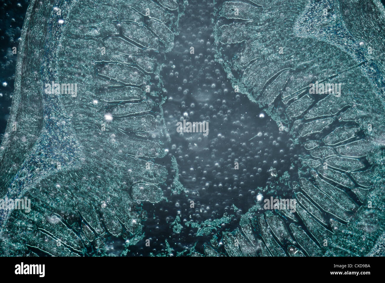 micrograph of small intestinum tenue tissue Stock Photo - Alamy