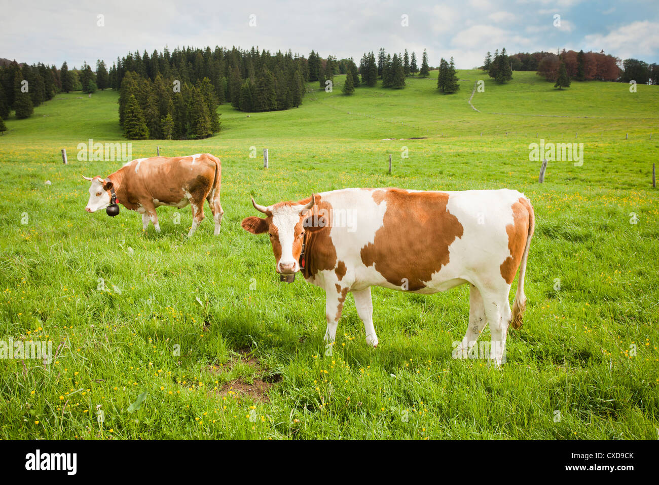Cows standing in field Stock Photo - Alamy