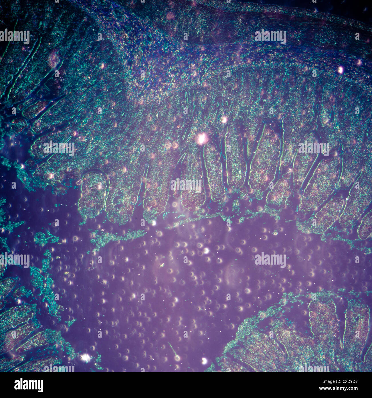 micrograph of small intestinum tenue tissue Stock Photo - Alamy