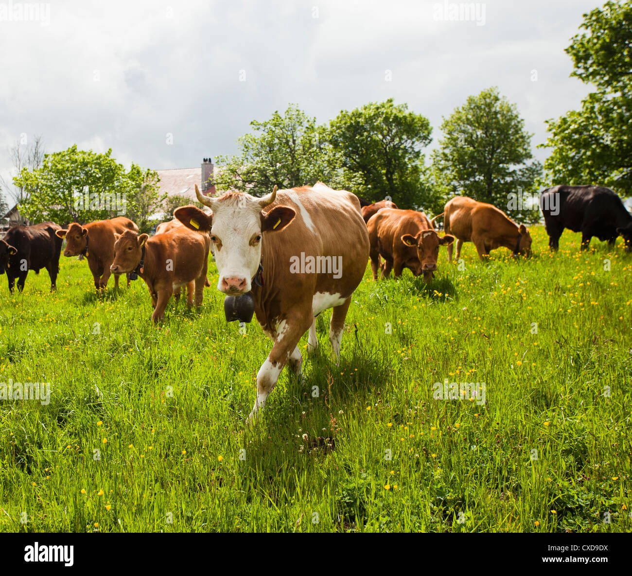 Cows standing in field Stock Photo - Alamy