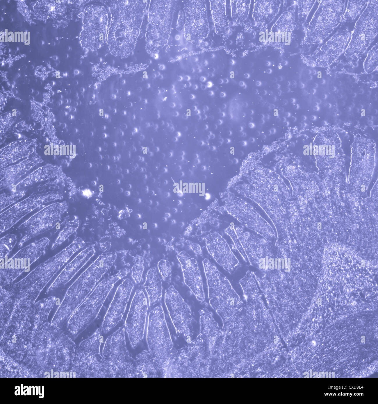 micrograph of small intestinum tenue tissue Stock Photo - Alamy