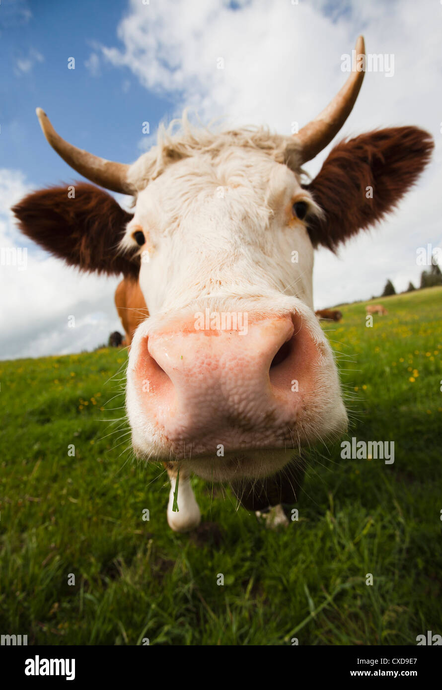 Cow up close hi-res stock photography and images - Alamy