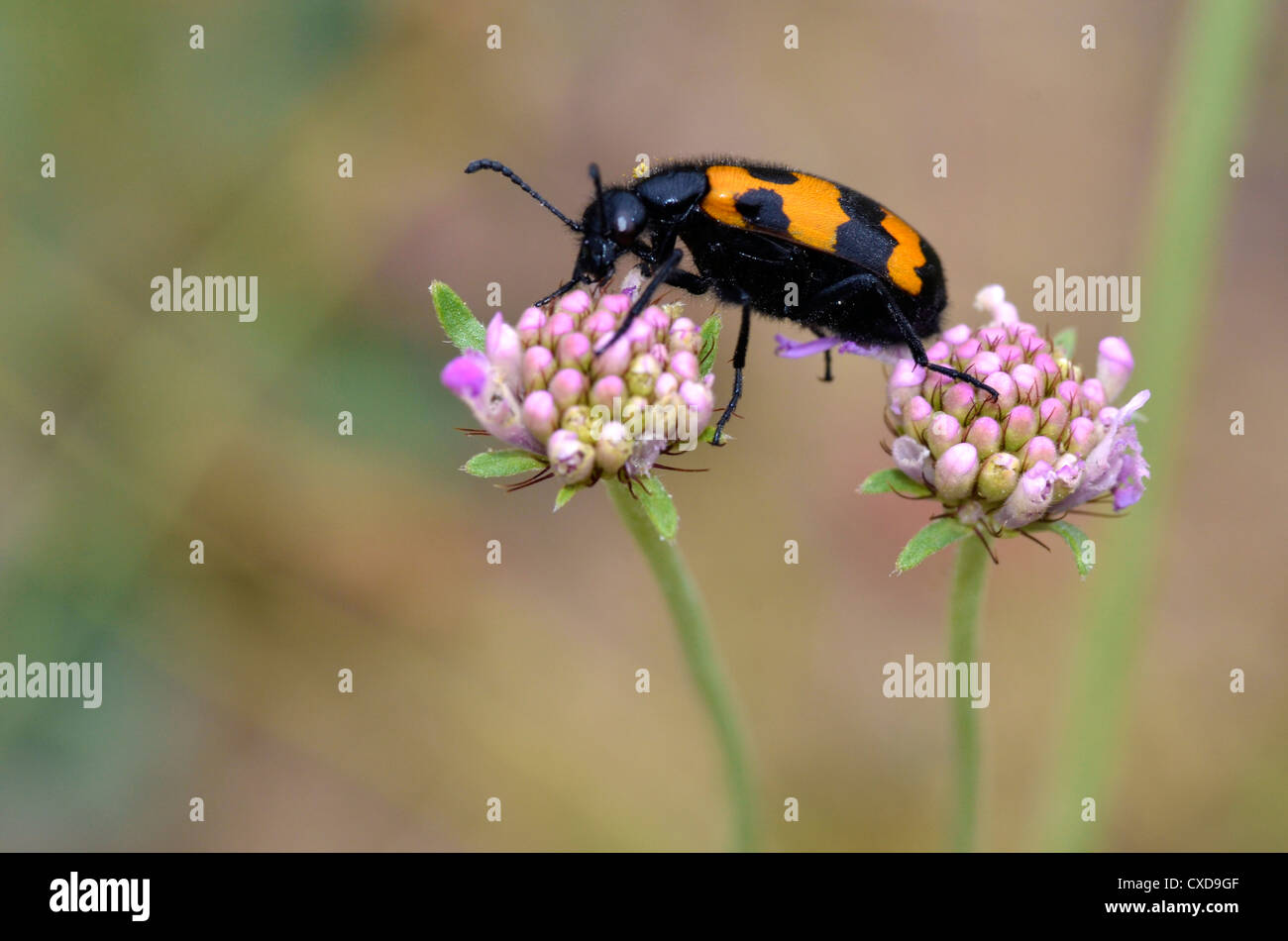 Macro Mylabris variabilis on flowers, seen of profile Stock Photo - Alamy