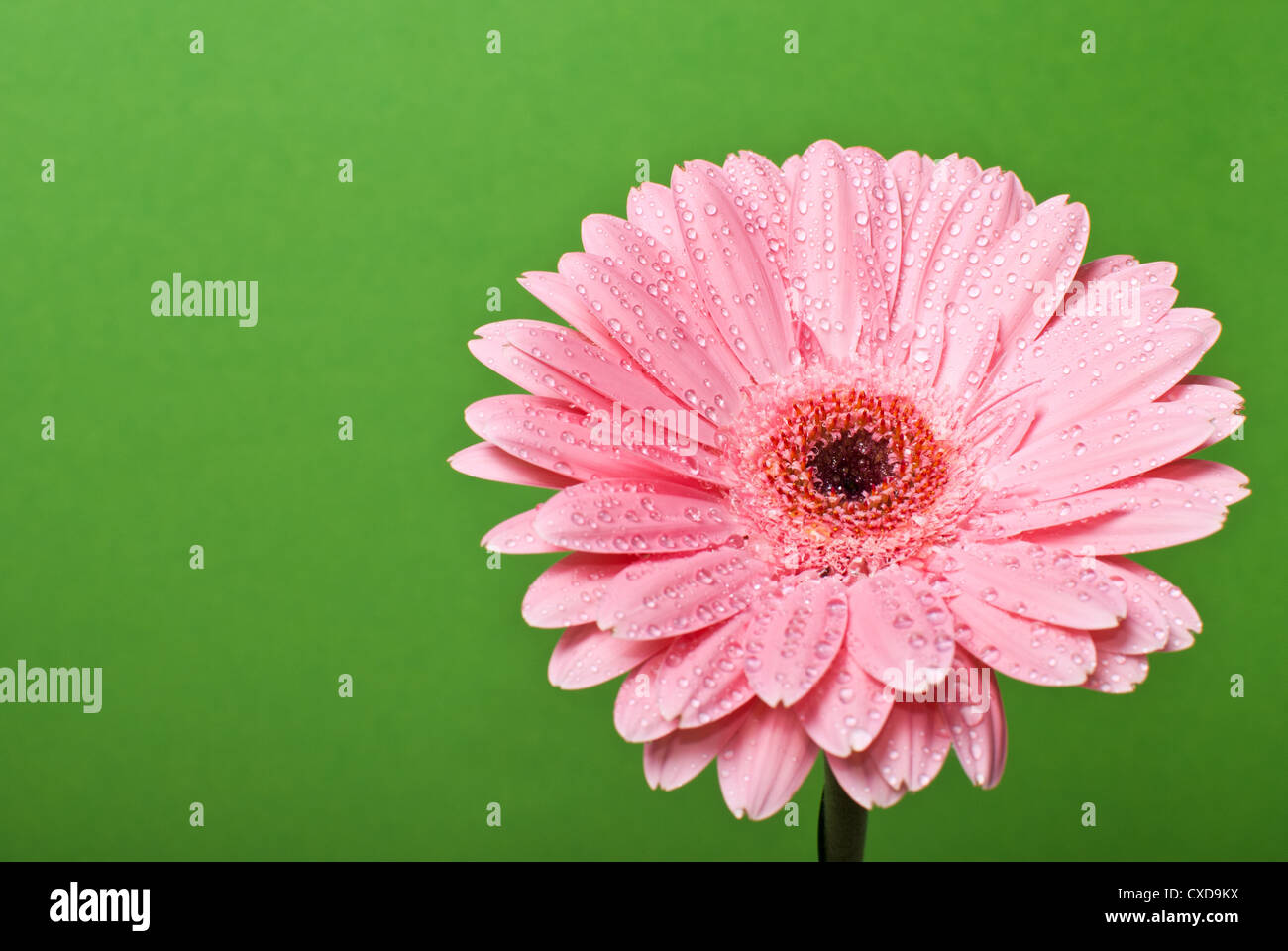 Pink gerbera daisy flower on a green background Stock Photo - Alamy
