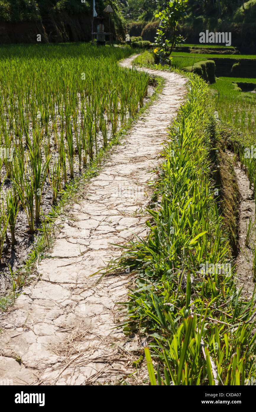 Way in green farm rice Stock Photo - Alamy