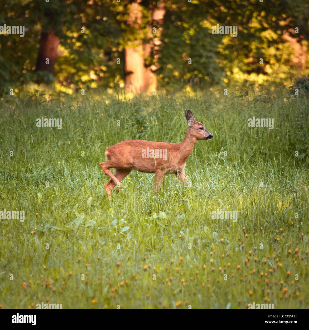 Roe doe deer standing in free nature Stock Photo - Alamy