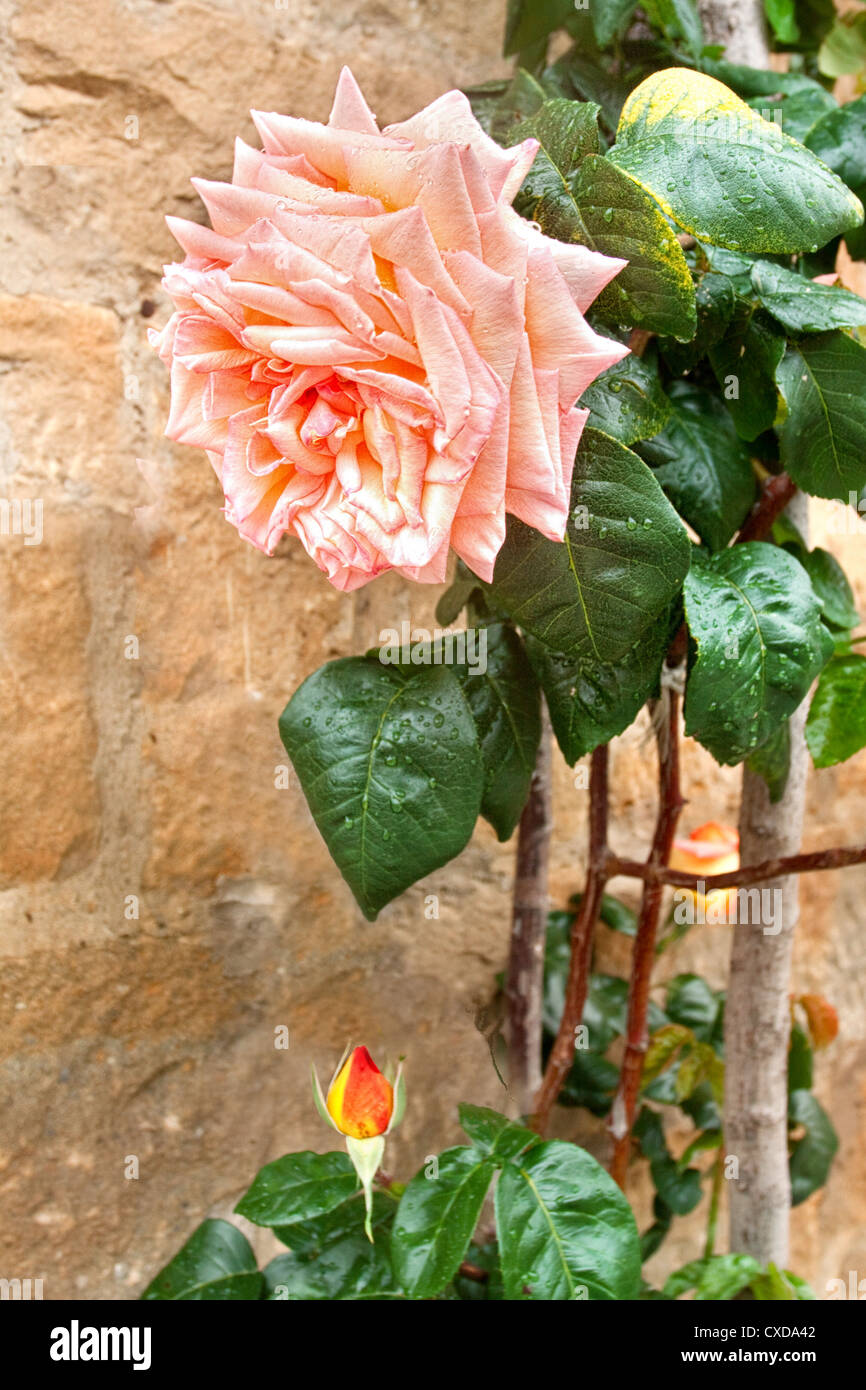Trailing rose hi-res stock photography and images - Alamy