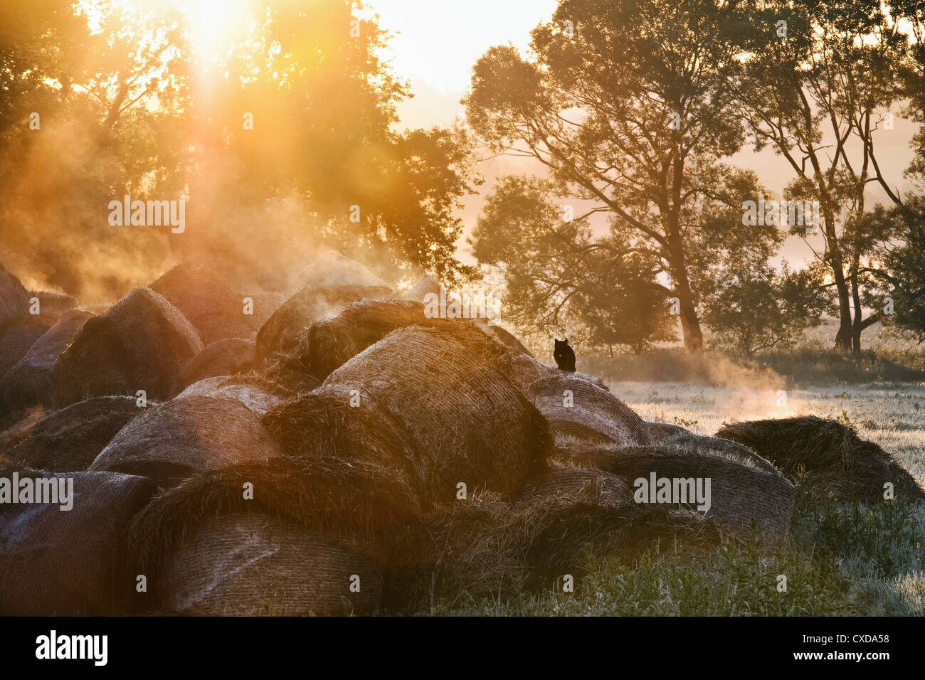 Sunrise landscape and cat Stock Photo - Alamy