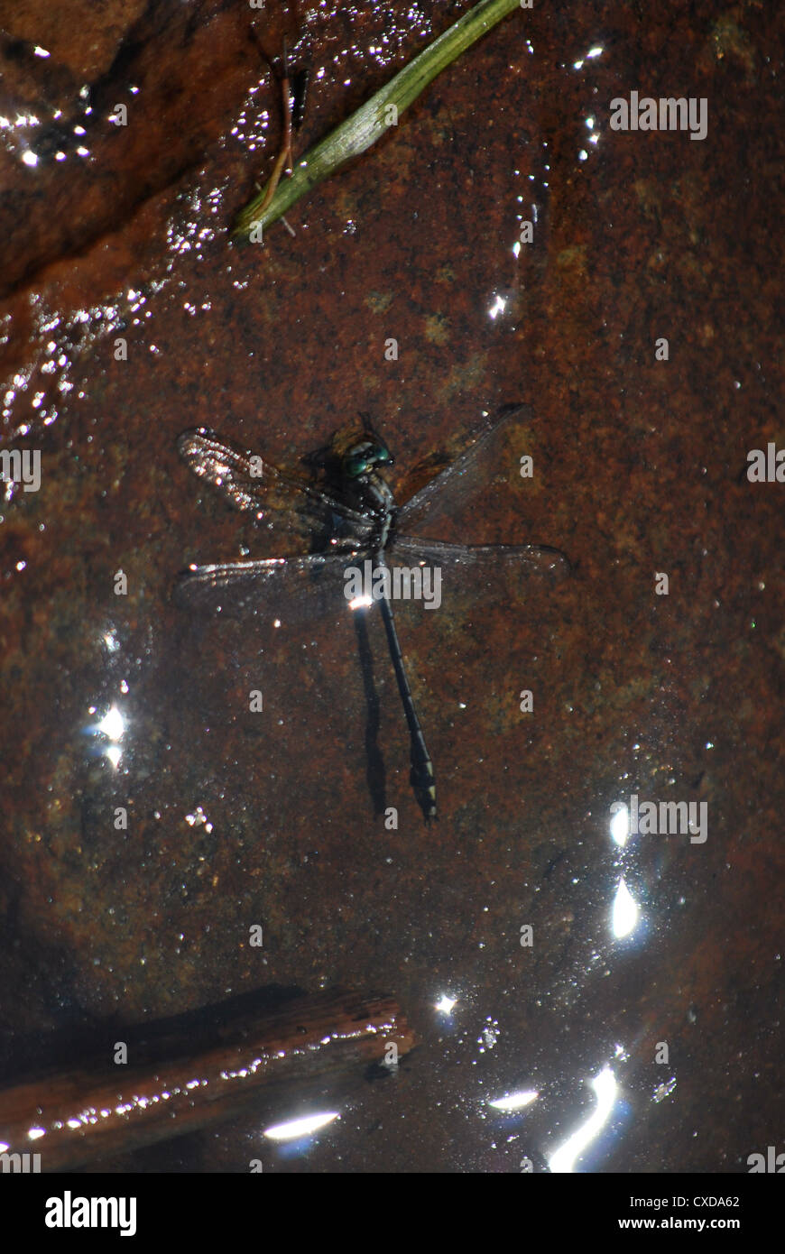 dragonfly in water Stock Photo - Alamy
