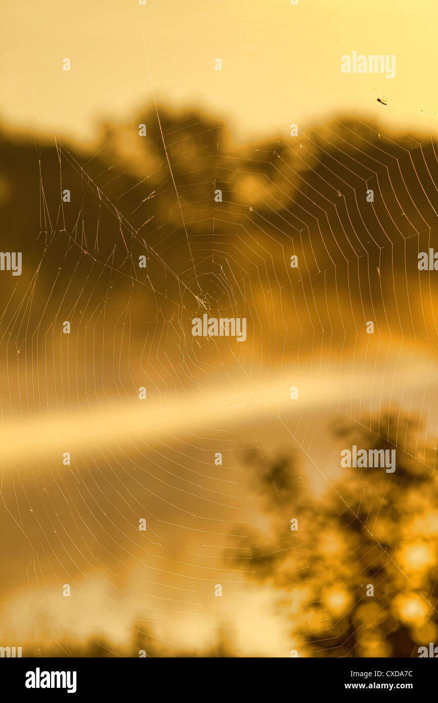 Spider web sunrise hi-res stock photography and images - Alamy