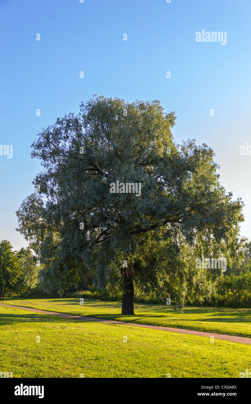 Weeping willow tree branch hi-res stock photography and images - Alamy