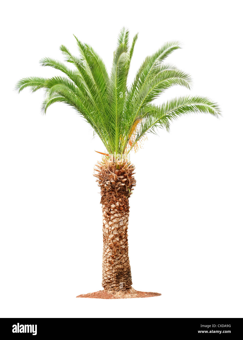 Palm on white background Stock Photo - Alamy