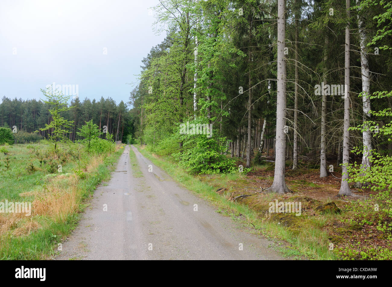 Unpaved road in forest near Kersko, Central Bohemia Region Stock Photo ...