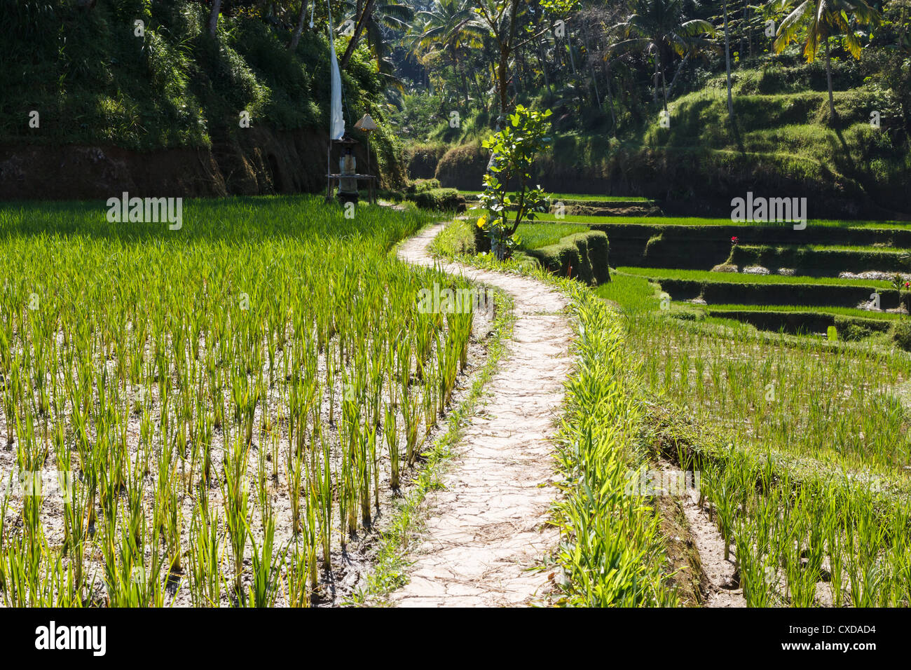 Lush green rice farm hi-res stock photography and images - Alamy
