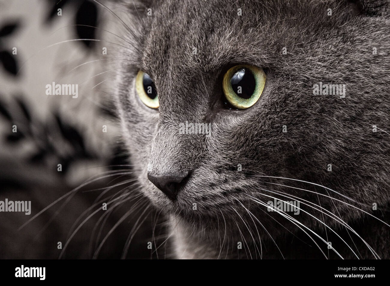portrait of russian blue cat closeup Stock Photo - Alamy