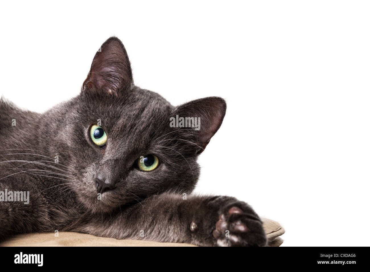 lying russian blue cat with white copy space Stock Photo - Alamy