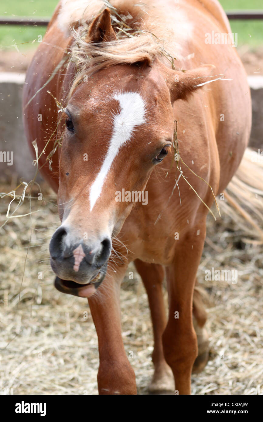 Funny pony hi-res stock photography and images - Alamy