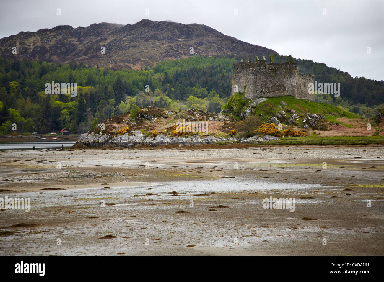 Mud and sand flats exposed at low tide on causeway. Castle Tioram with ...