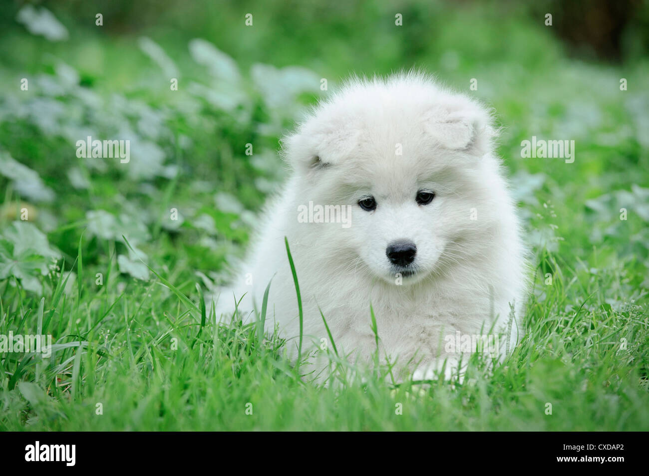 Samoyed puppy hi-res stock photography and images - Alamy
