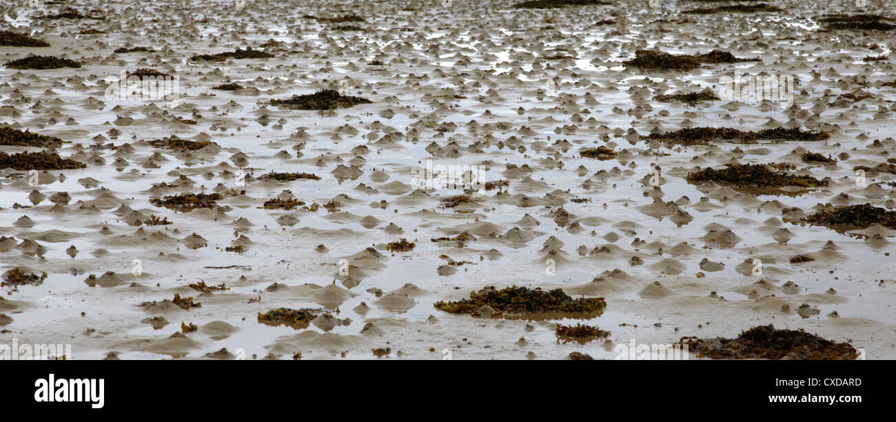 Lugworm casts on mud and sand flats. Low tide at Castle Tioram ...