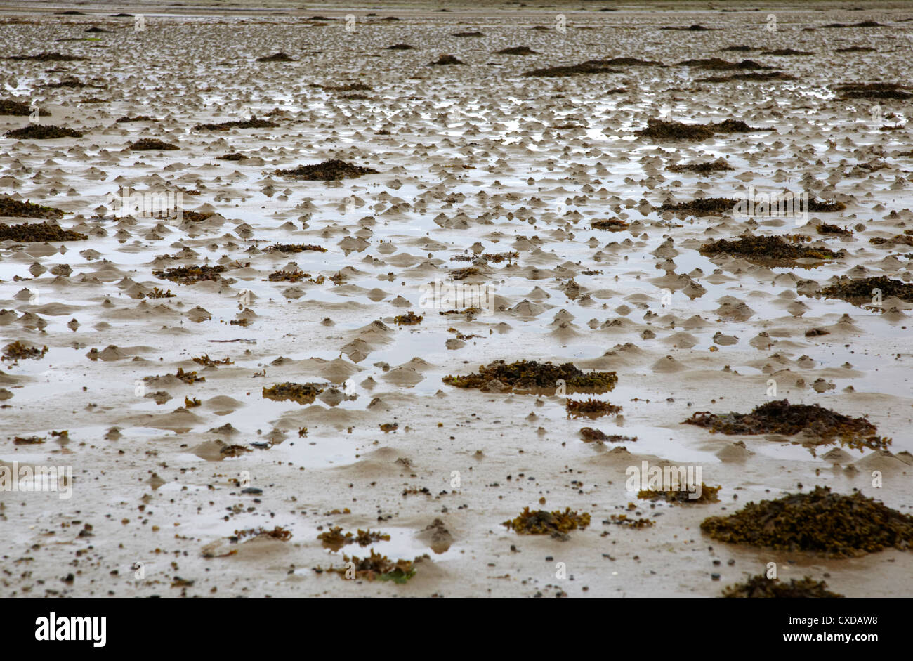 Lugworm casts hi-res stock photography and images - Alamy