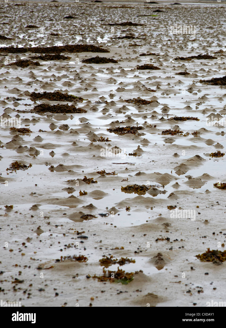 Worm Casts. West to South Channel across mud and sand flats. Castle ...