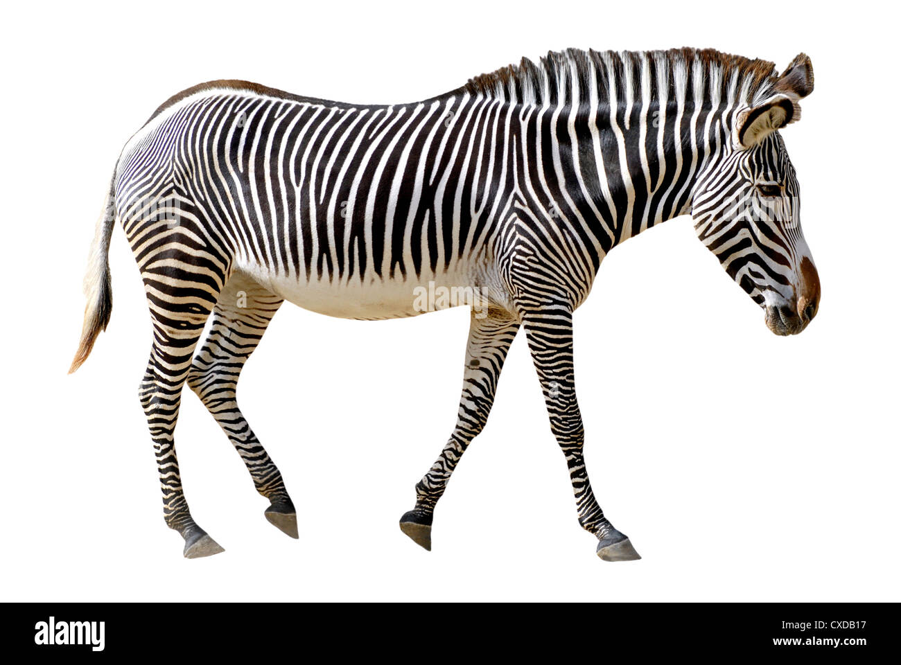 Zebra White Background