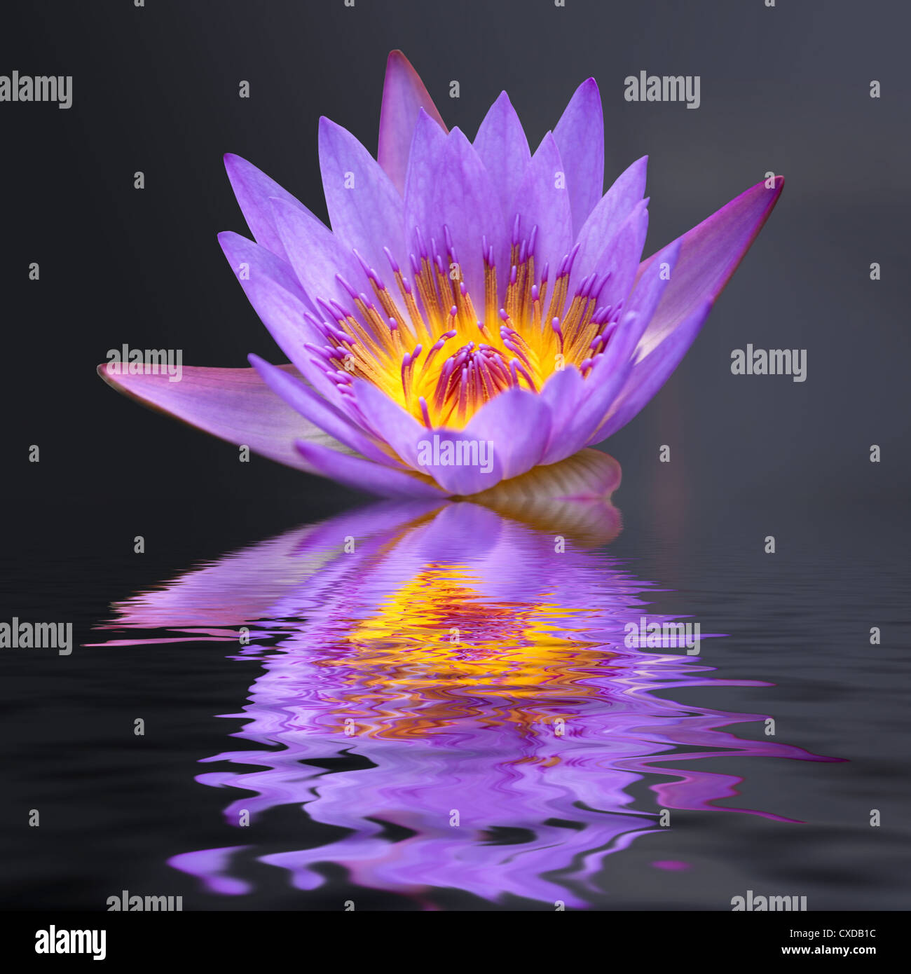 Water lily china hi-res stock photography and images - Alamy