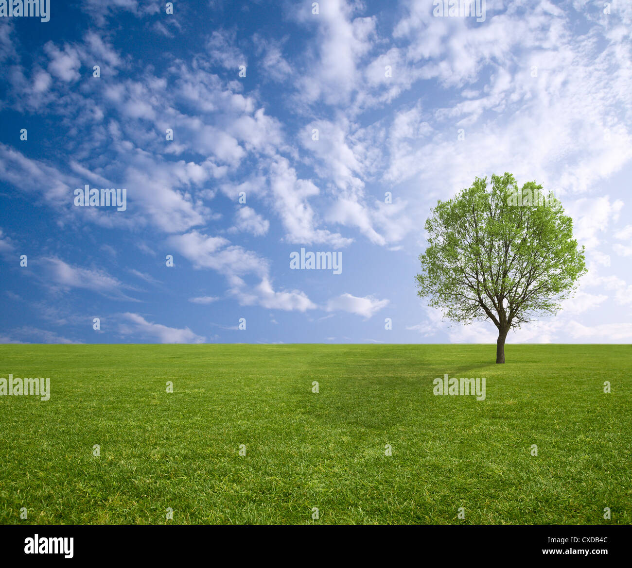 tree and grass in spring Stock Photo - Alamy