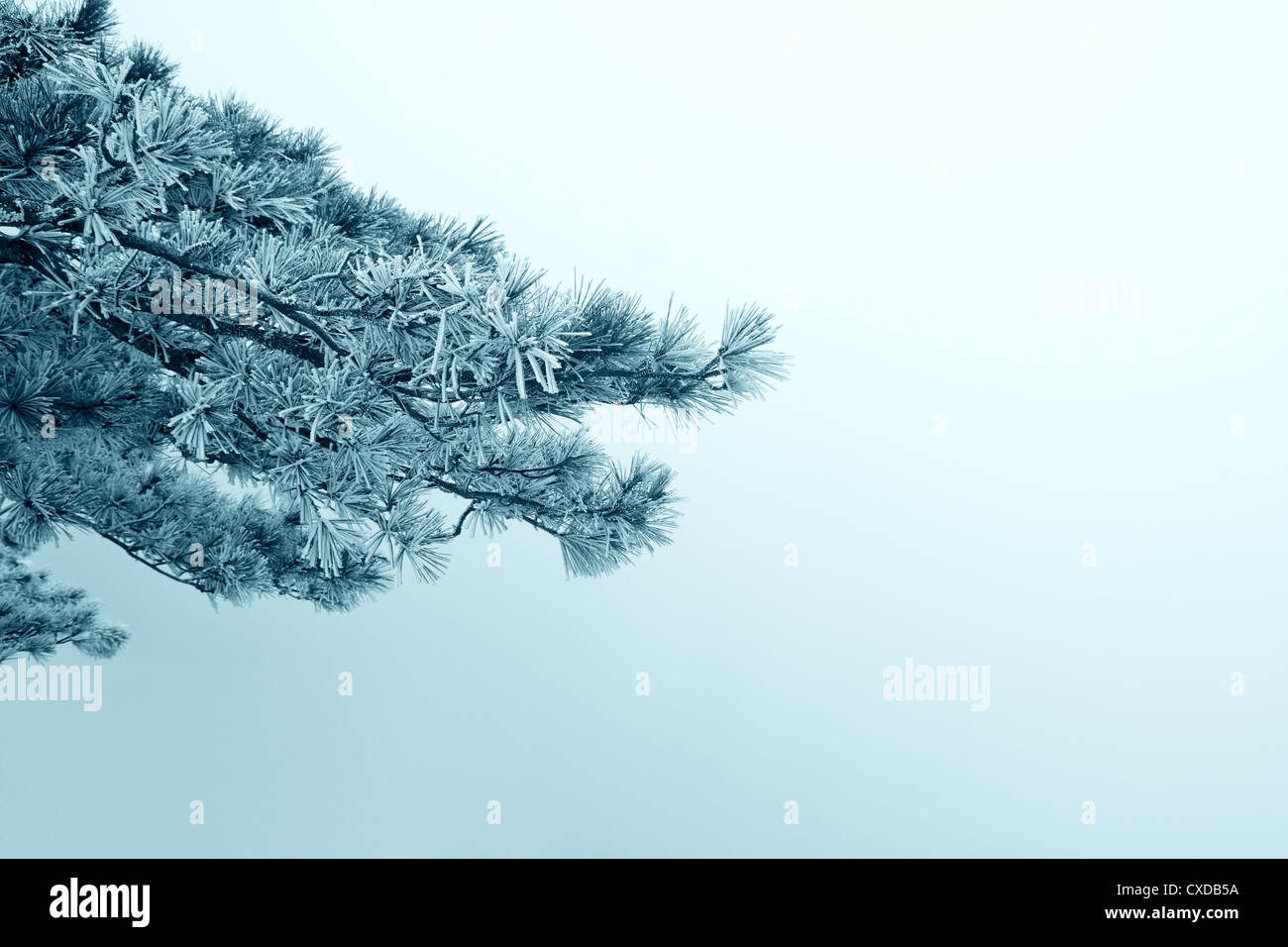 Prickly branches pine spruce hi-res stock photography and images - Alamy