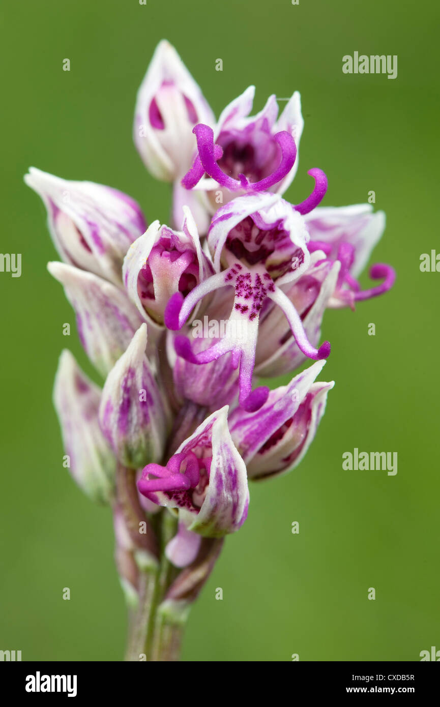 Tail gate down hi-res stock photography and images - Alamy