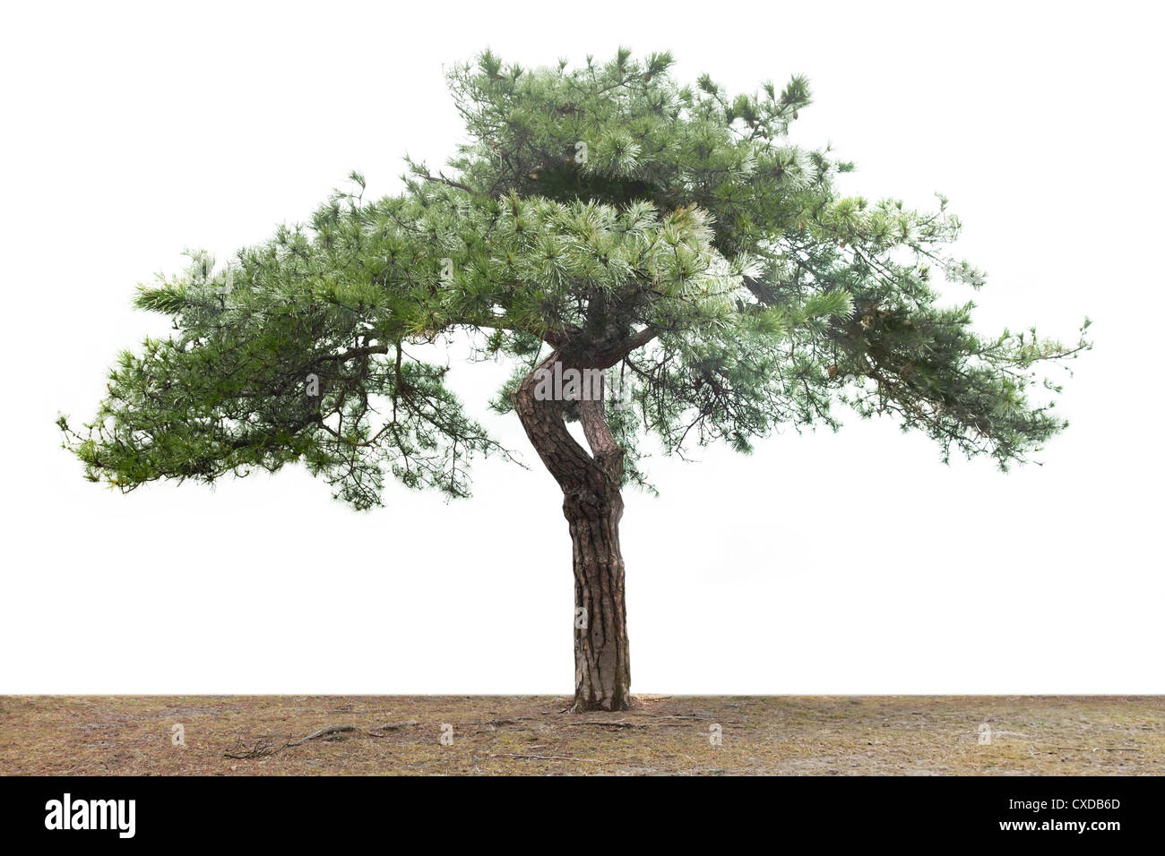 Strong pine hi-res stock photography and images - Alamy