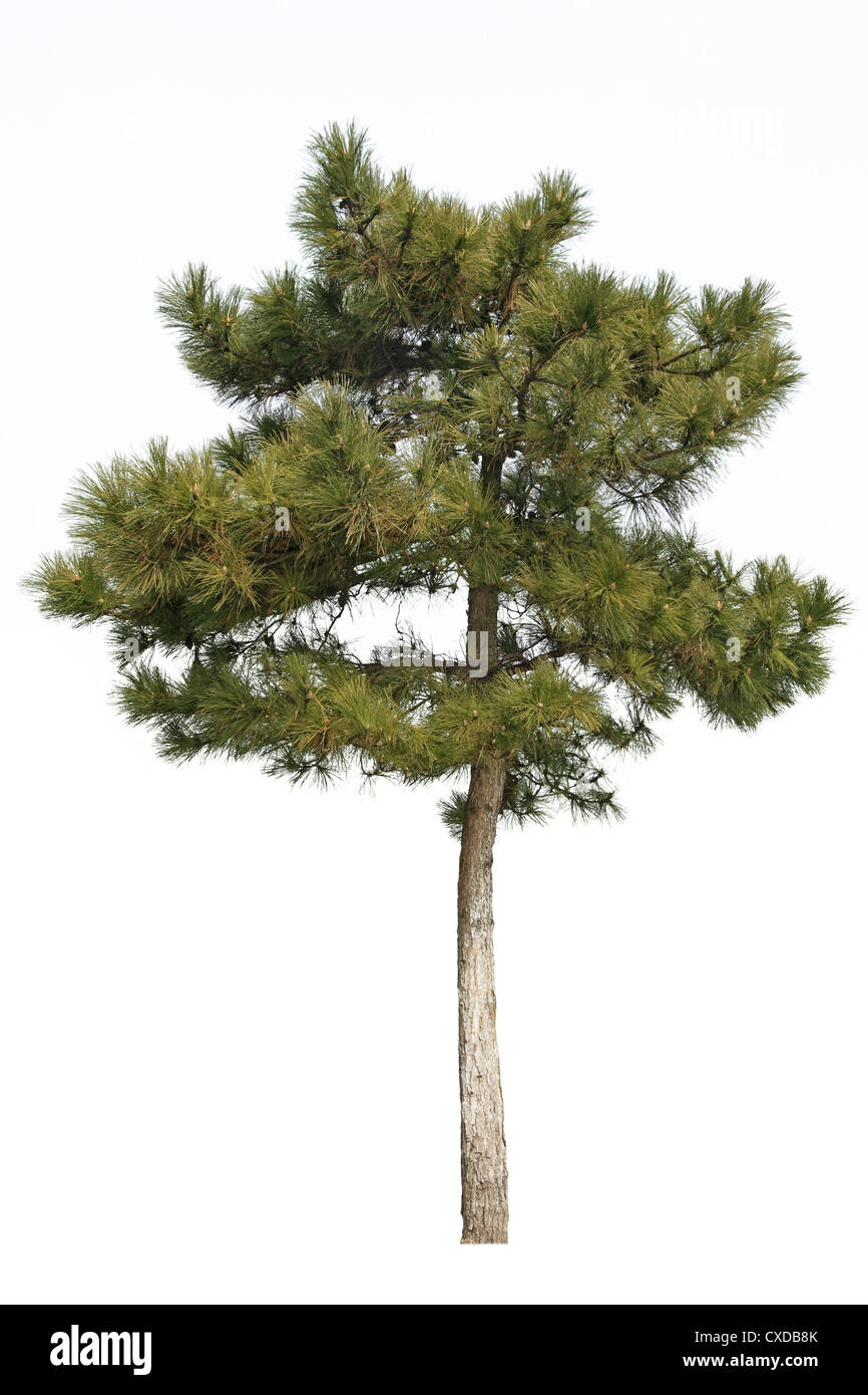 Red leaves small tree Cut Out Stock Images & Pictures - Alamy