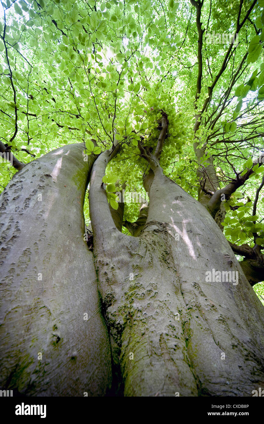 Common Beech Tree, Fagus sylvatica, Yockletts Bank, Kent, UK Stock ...