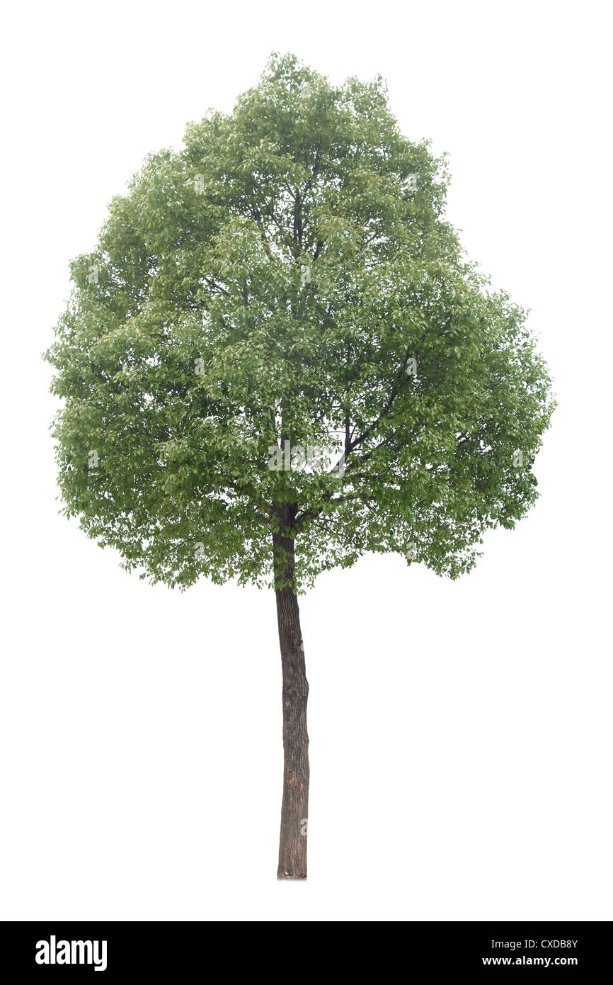Tree Cut Out Stock Images & Pictures - Alamy