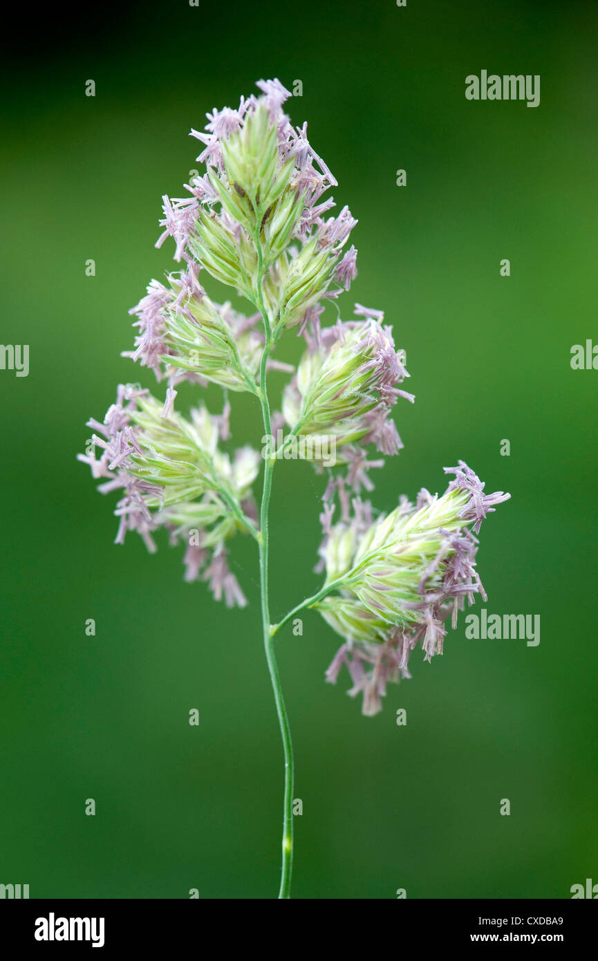 Yorkshire Fog Grasses, Holcus lanatus, Cowden Pastures, Kent UK Stock ...