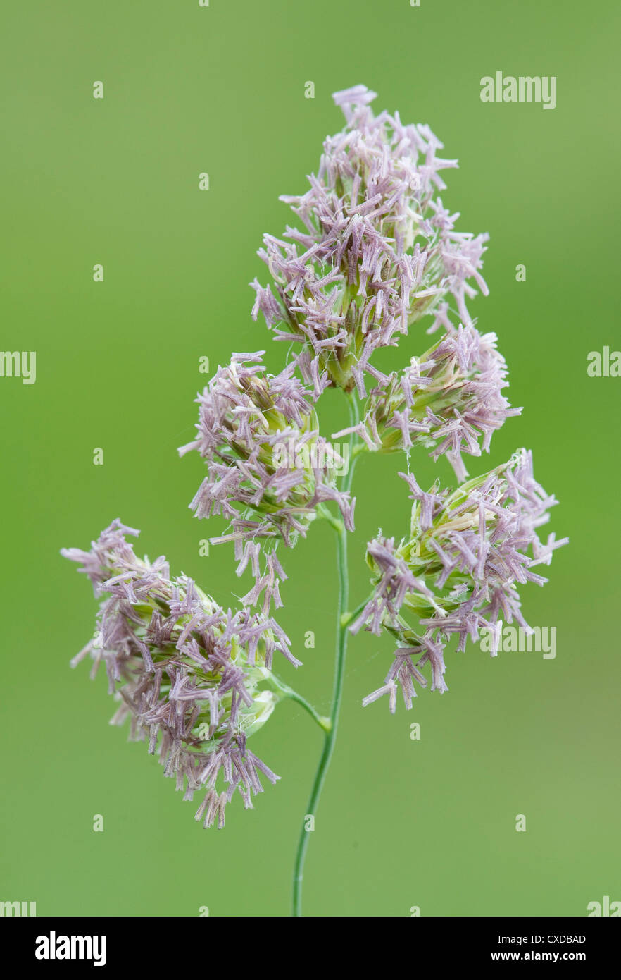 Yorkshire Fog Grasses, Holcus lanatus, Cowden Pastures, Kent UK Stock ...