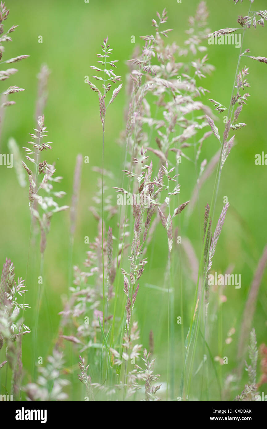Agrostis hi-res stock photography and images - Alamy