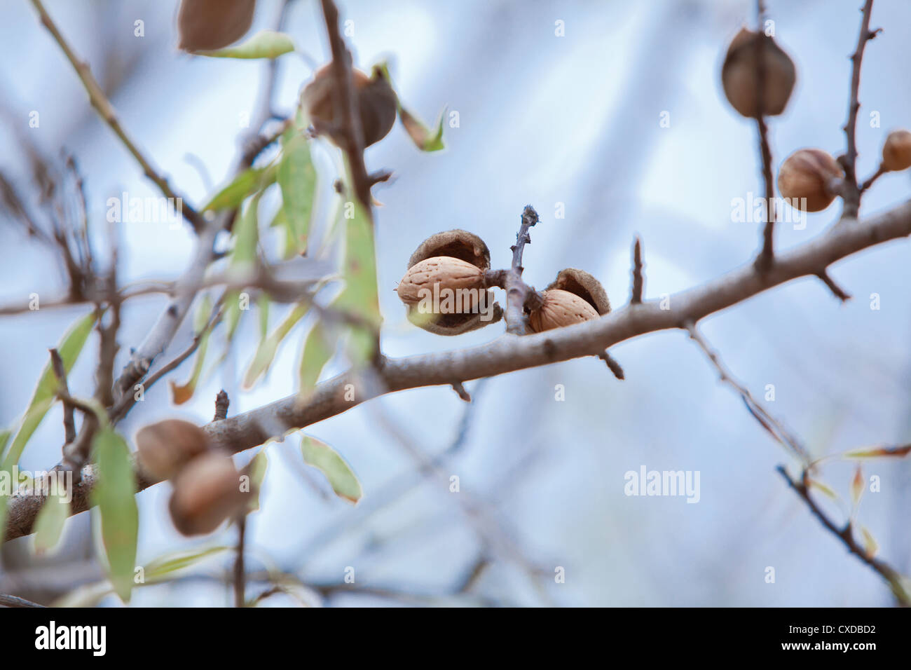 Small almond tree hi-res stock photography and images - Alamy