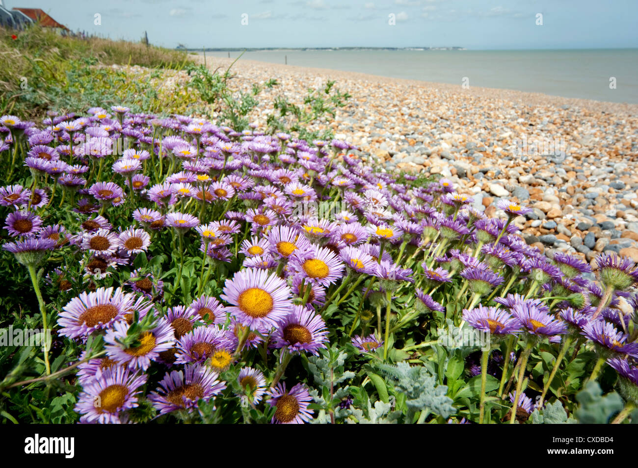 Flowers Growing On The Beach