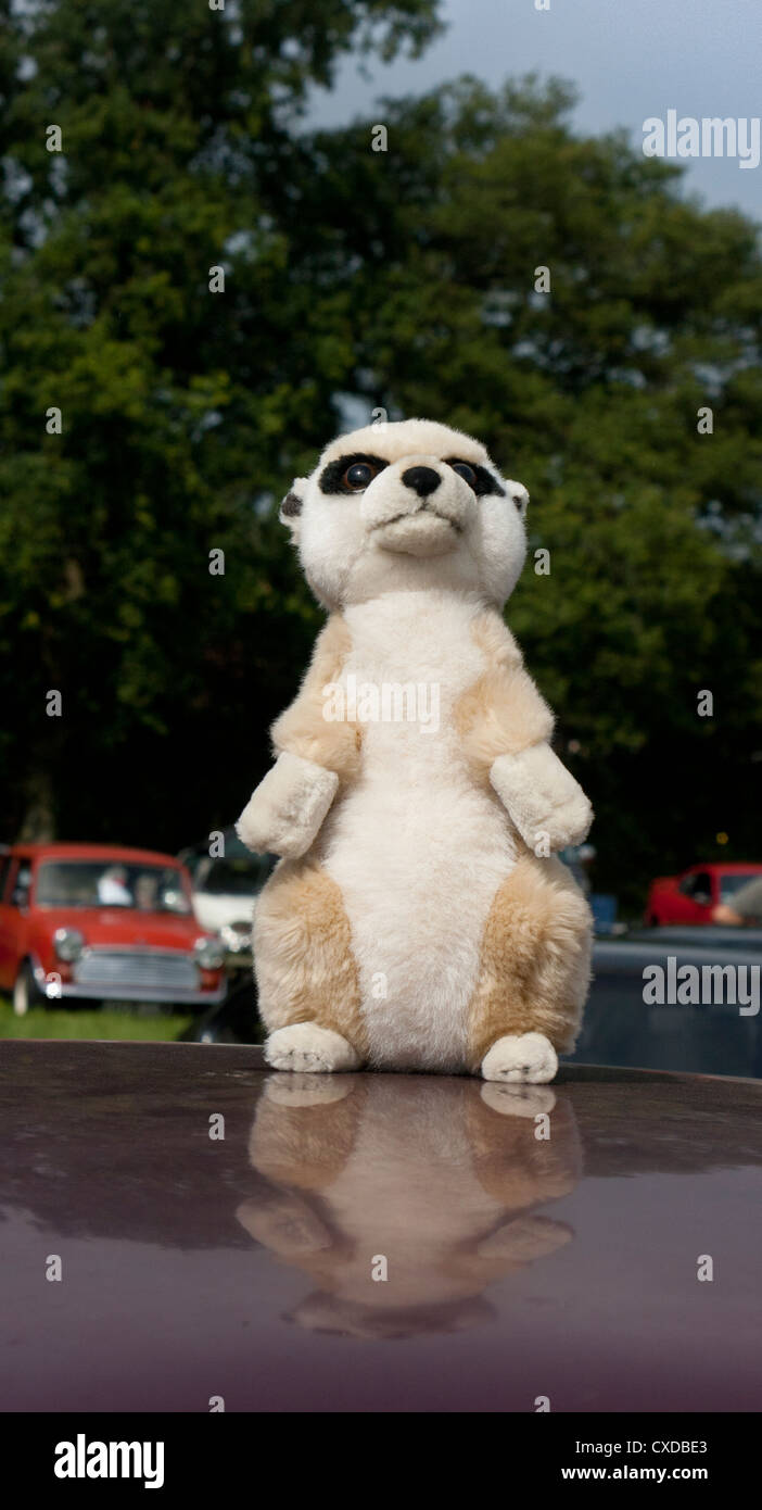 Soft toy meerkat hi-res stock photography and images - Alamy