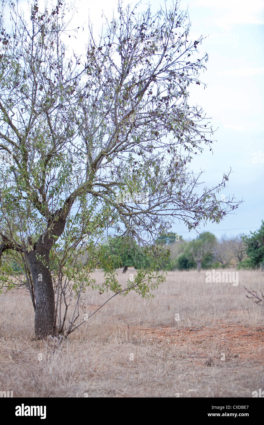 almond nut fruit tree outdoor in sumemr autumn meditteranean Stock ...
