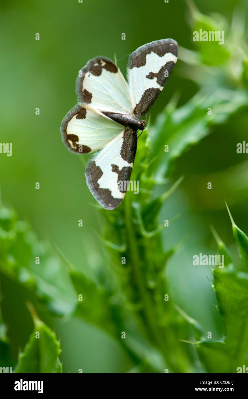 Clouded Border Moth, Lomaspilis marginata, Sandwich Bay, Kent, UK Stock ...
