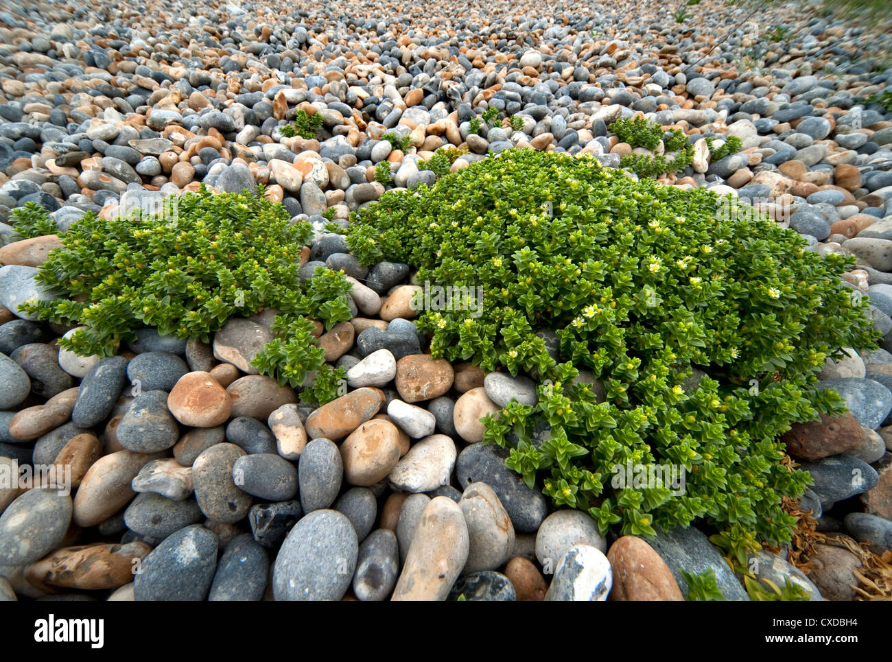 Sea Sandwort, Honckenya peploides Stock Photo - Alamy
