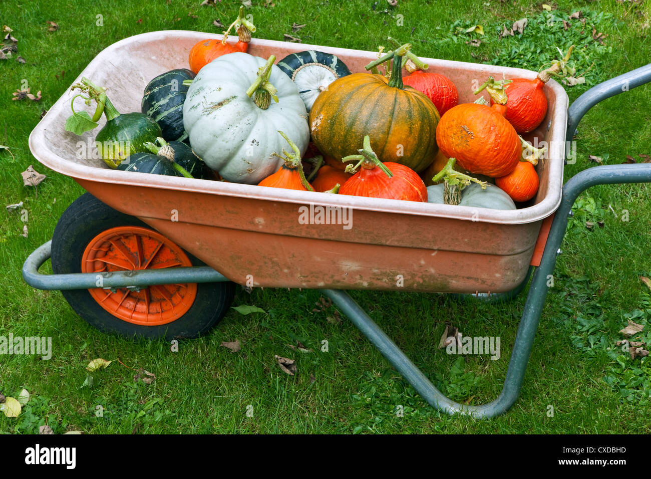 A wheelbarrow full of different varieties of vegetable squash after ...