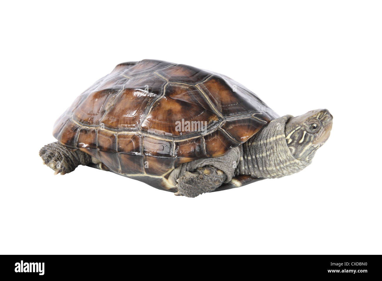 Tortoise life hi-res stock photography and images - Alamy