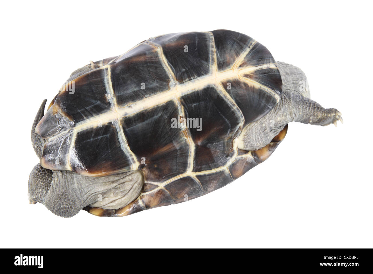 Upturned tortoise hi-res stock photography and images - Alamy