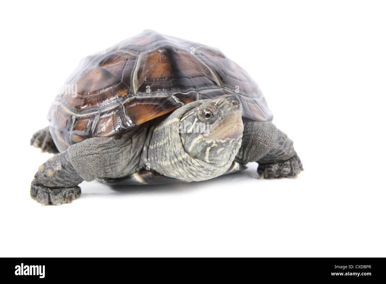 Tortoise eye hi-res stock photography and images - Alamy