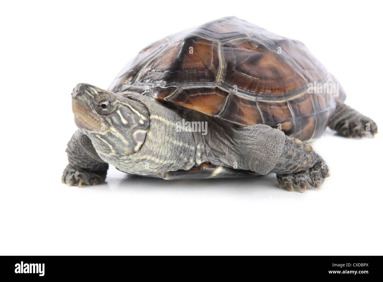 Tortoise eye hi-res stock photography and images - Alamy