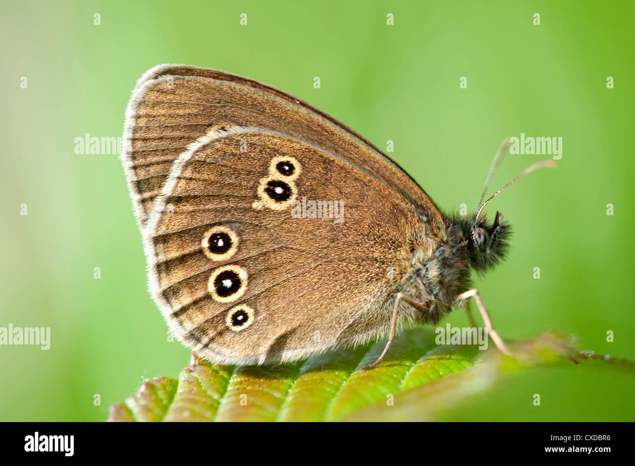 Ringlet butterfly hi-res stock photography and images - Alamy